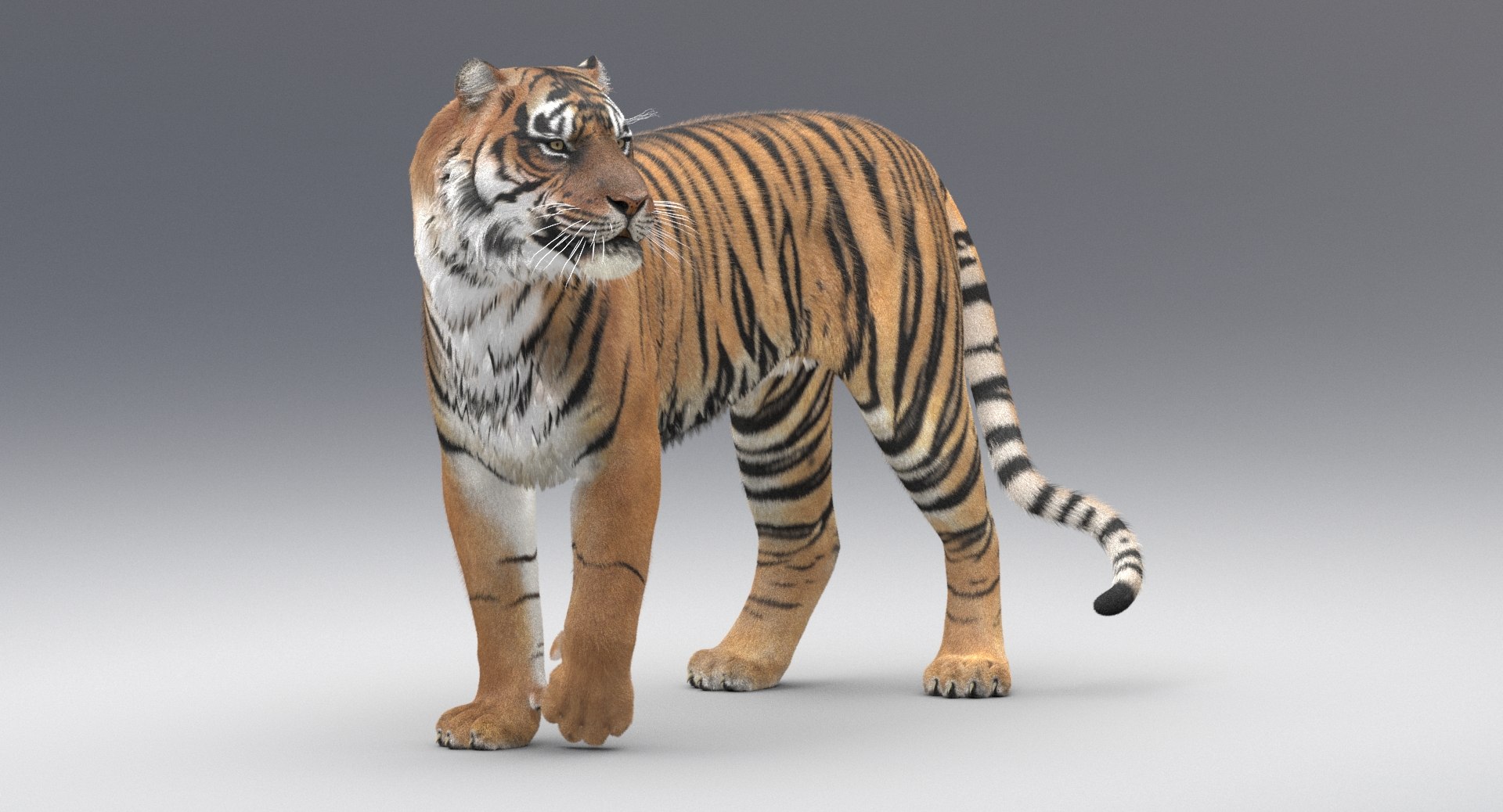 3D realistic tiger fur ornatrix model - TurboSquid 1229847
