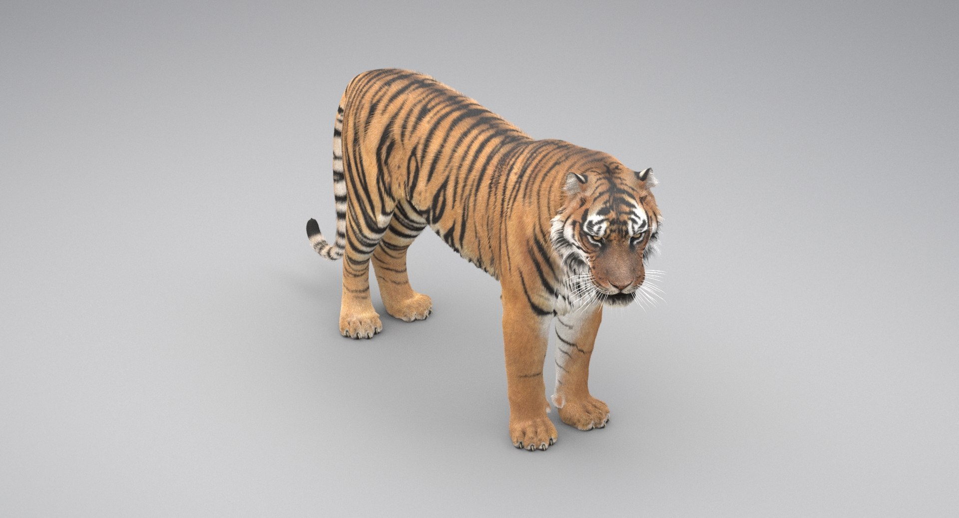 3D realistic tiger fur ornatrix model - TurboSquid 1229847