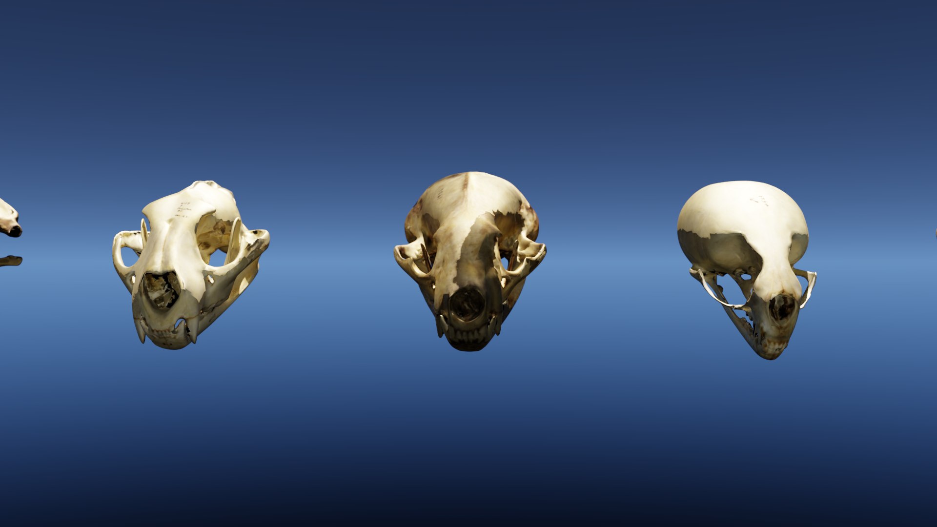3D model skull science anatomy - TurboSquid 1682619