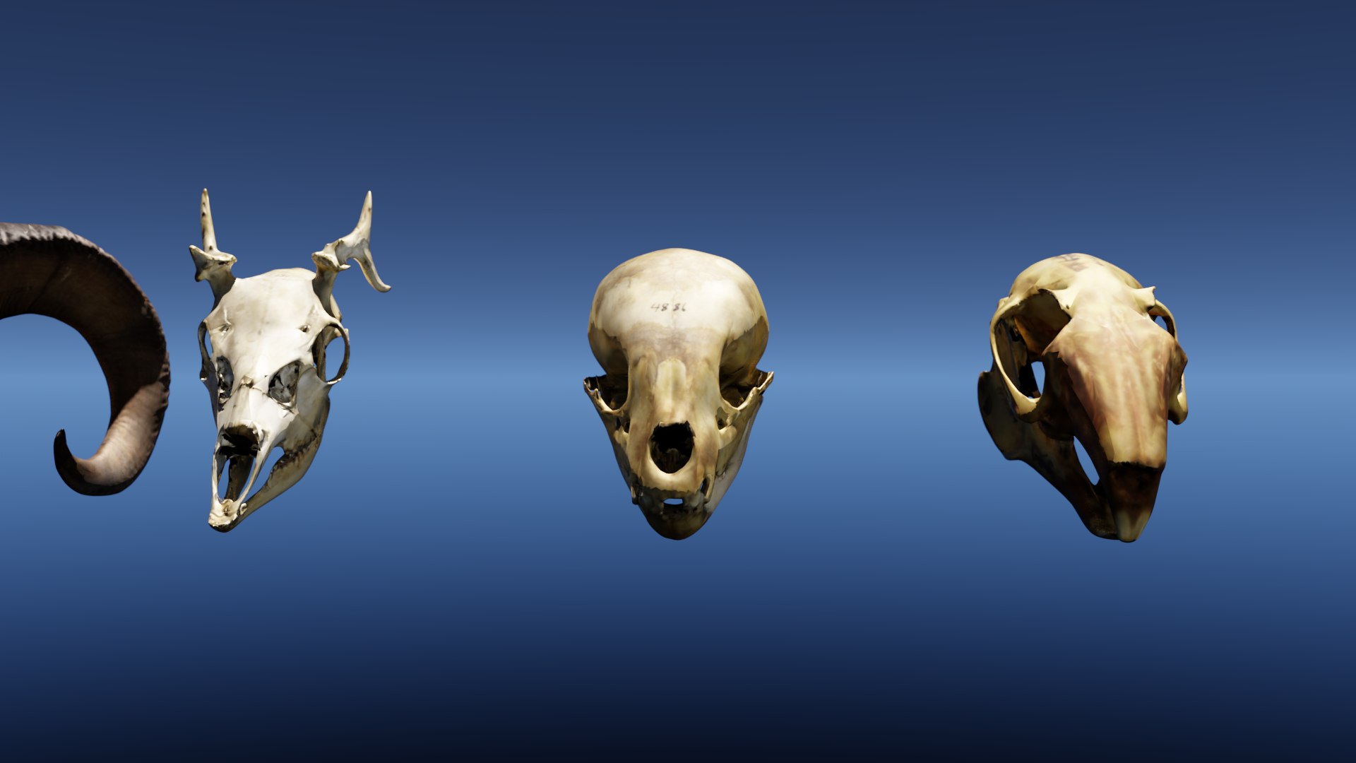 3D Model Skull Science Anatomy - TurboSquid 1682619