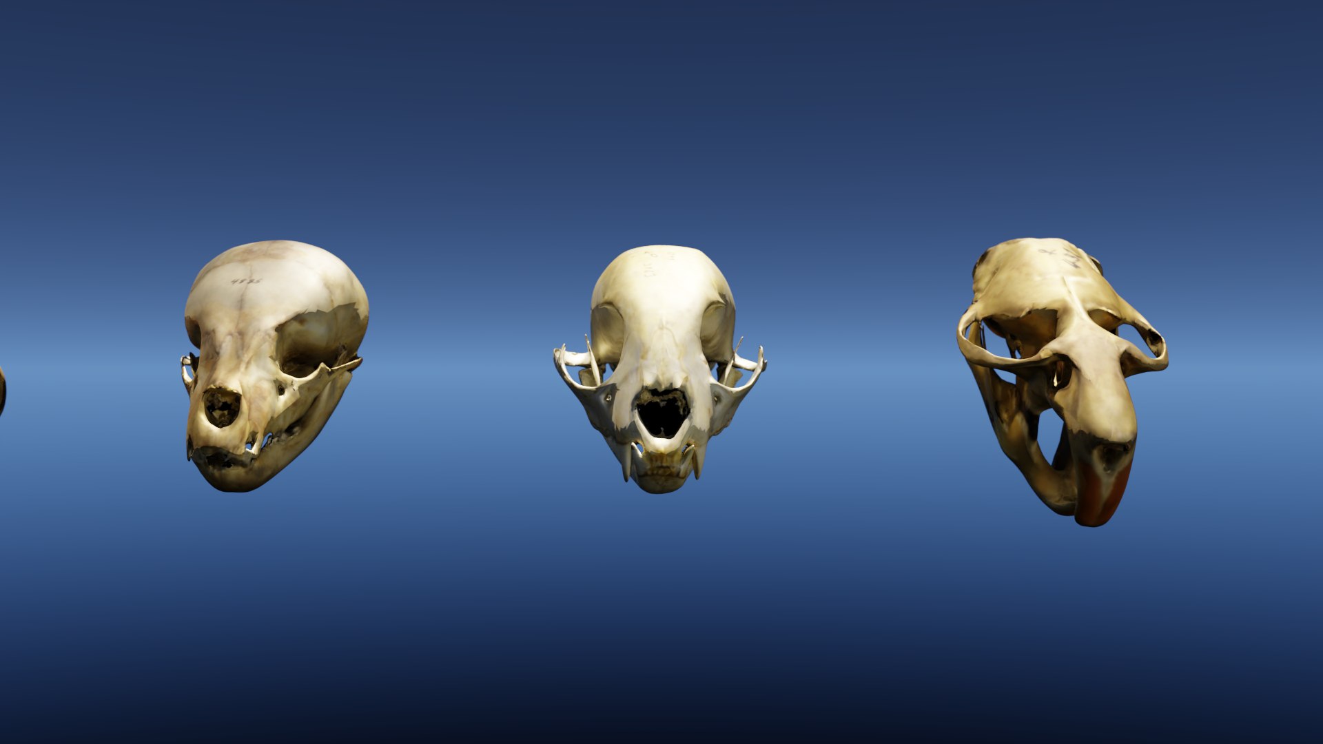 3D Model Skull Science Anatomy - TurboSquid 1682619