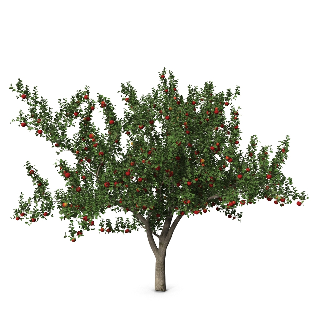 3d Apple Tree Model