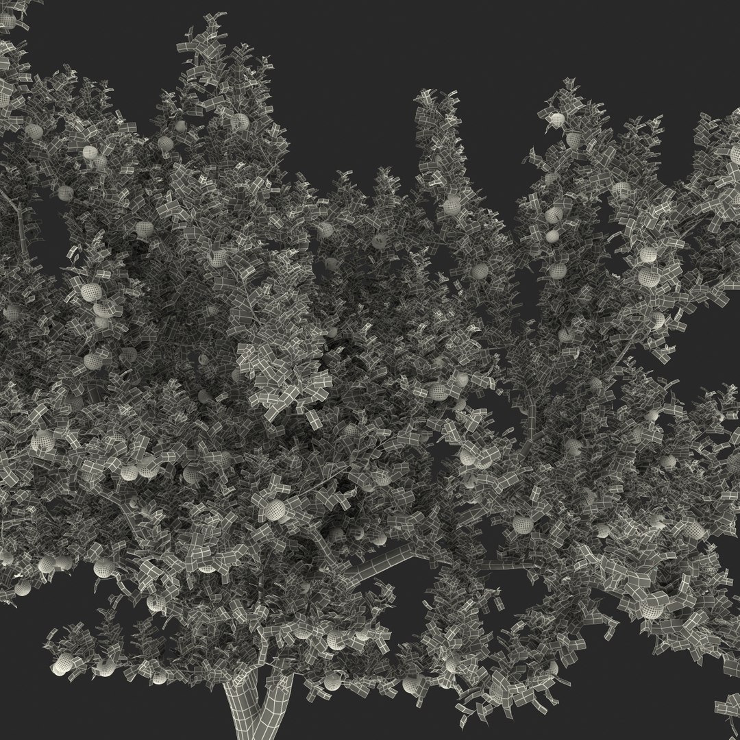 3d Apple Tree Model