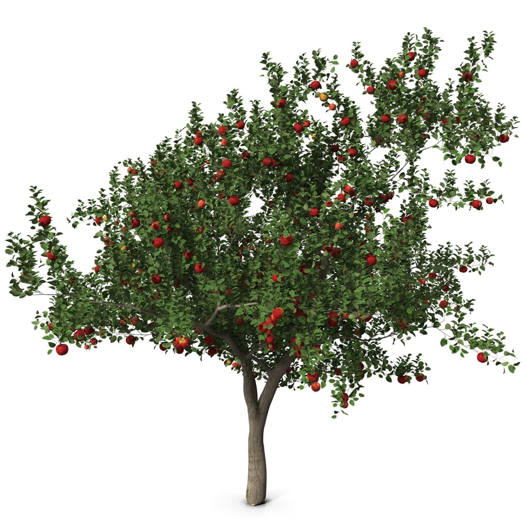 3d apple tree model