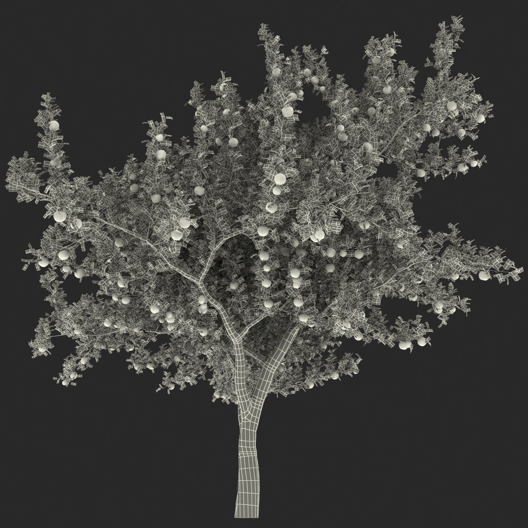 3d Apple Tree Model