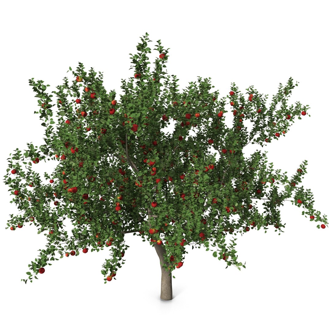 3d apple tree model
