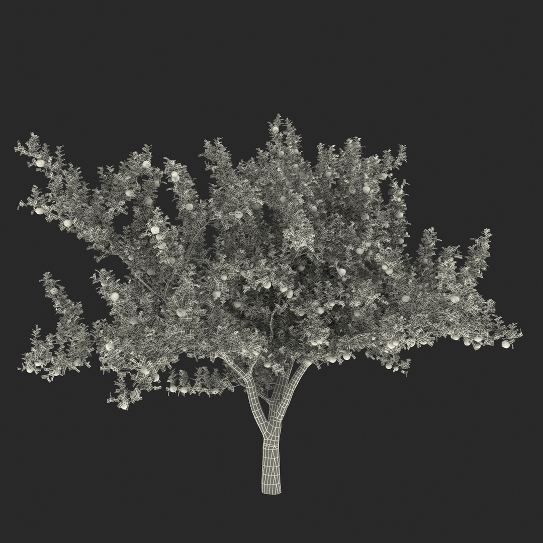 3d Apple Tree Model