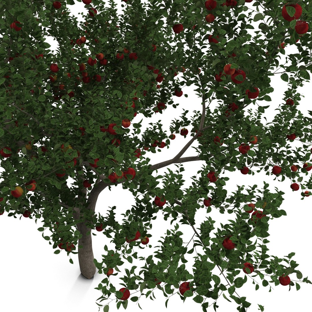 3d apple tree model