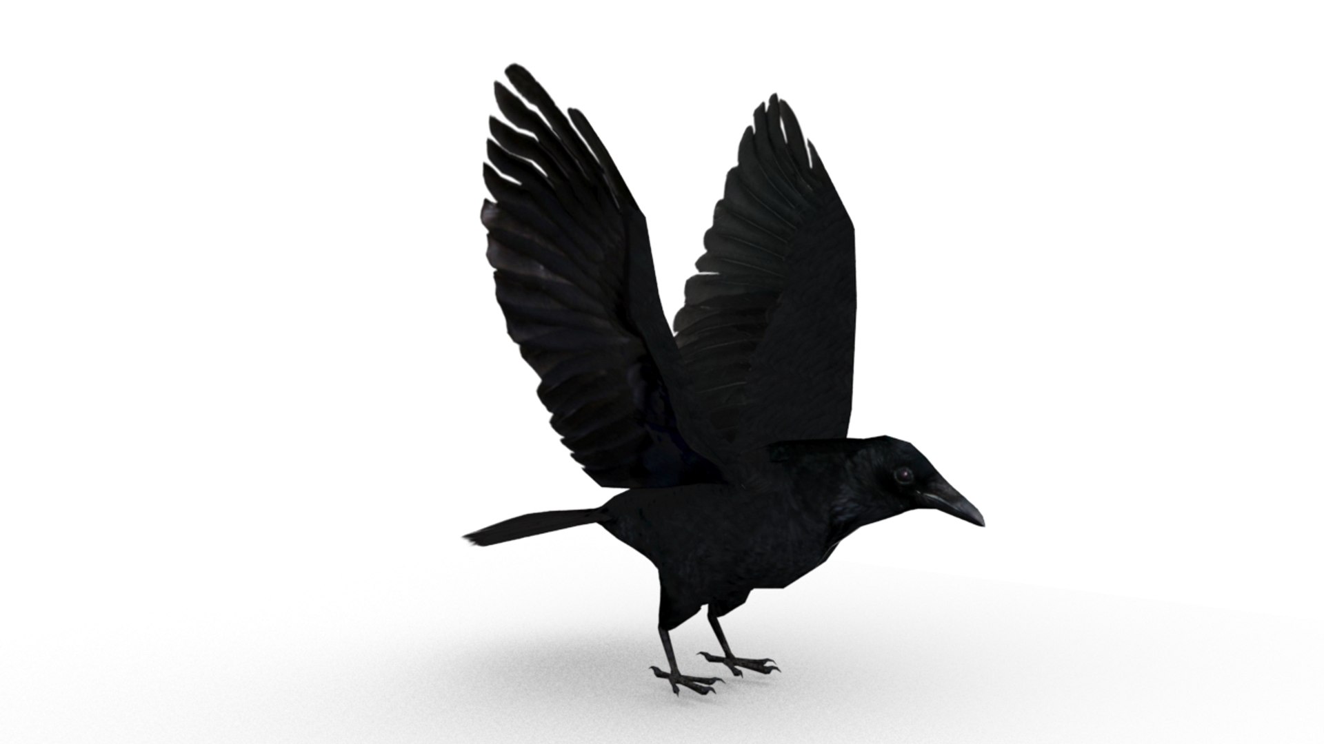 Crow Animations 3d Max