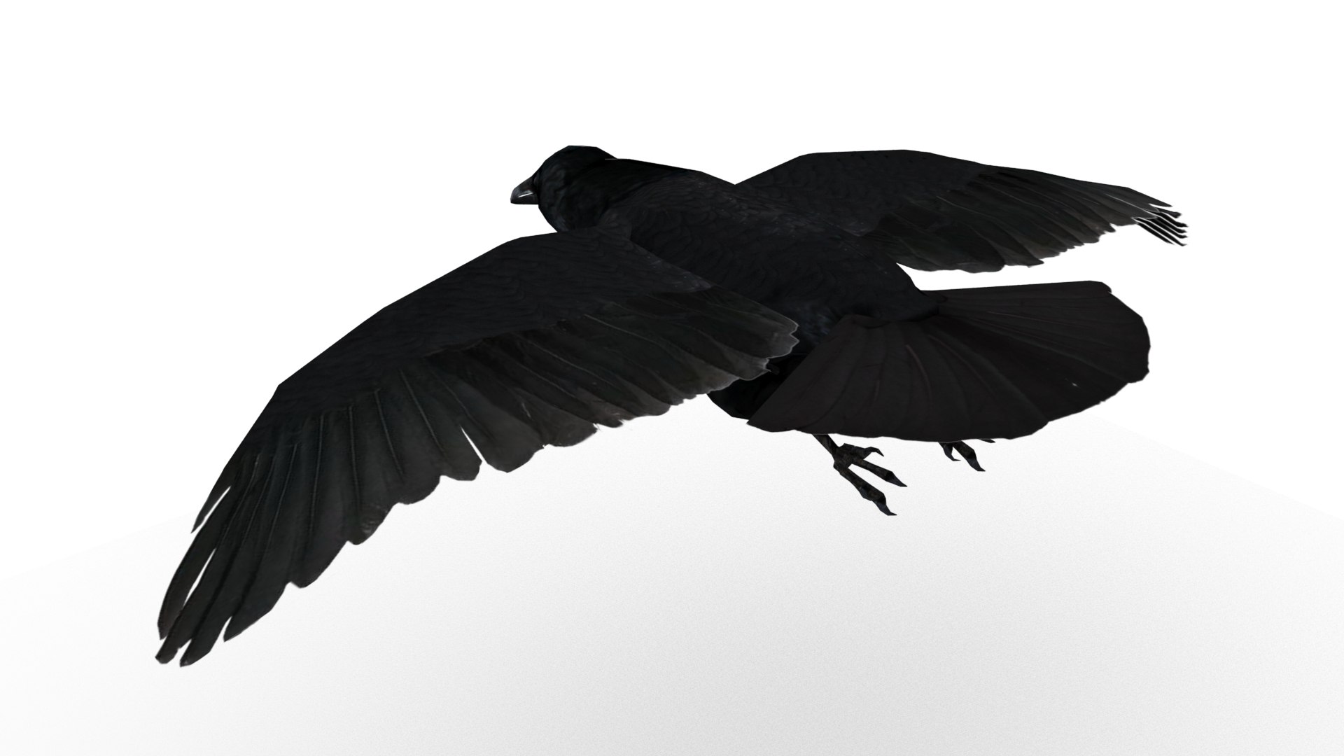 Crow Animations 3d Max