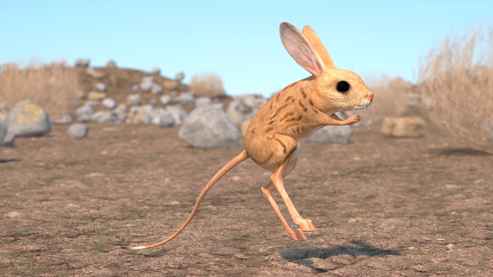 3D Model Desert Jerboa Rigged For Maya - TurboSquid 2223705