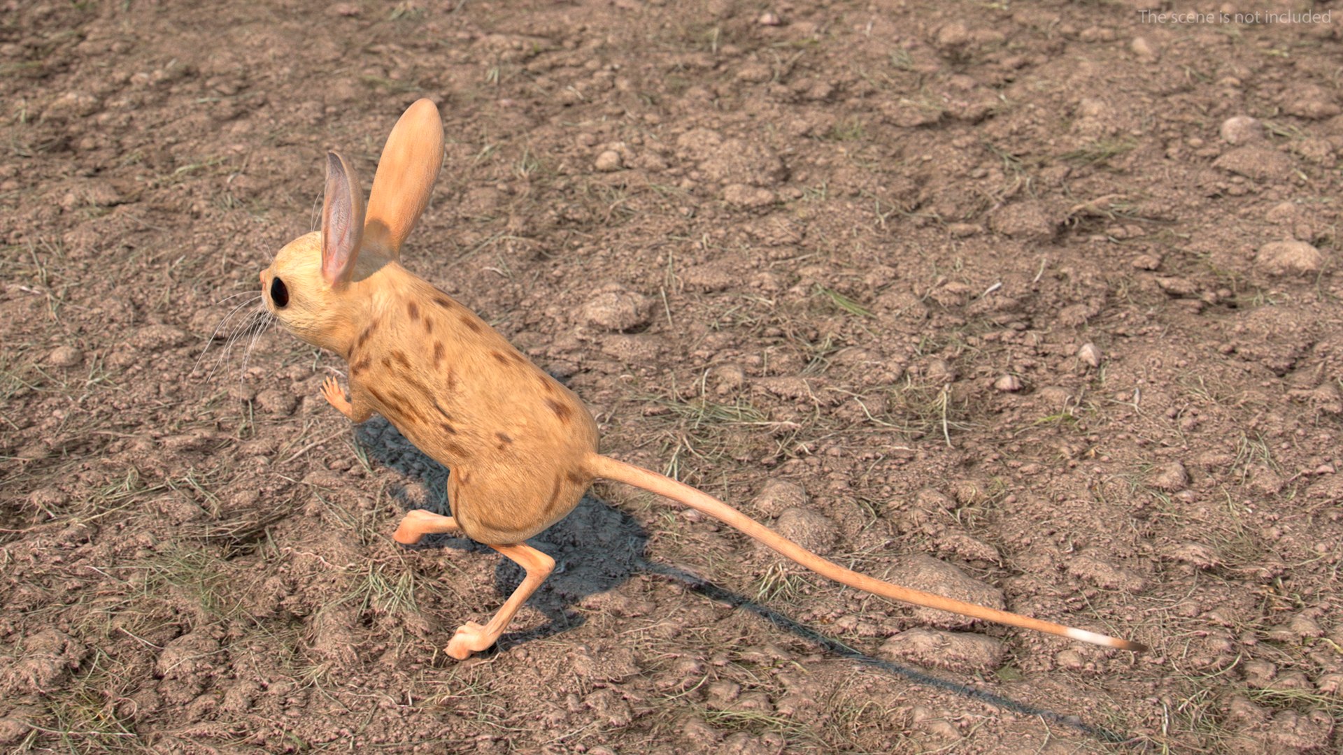 3D Model Desert Jerboa Rigged For Maya - TurboSquid 2223705