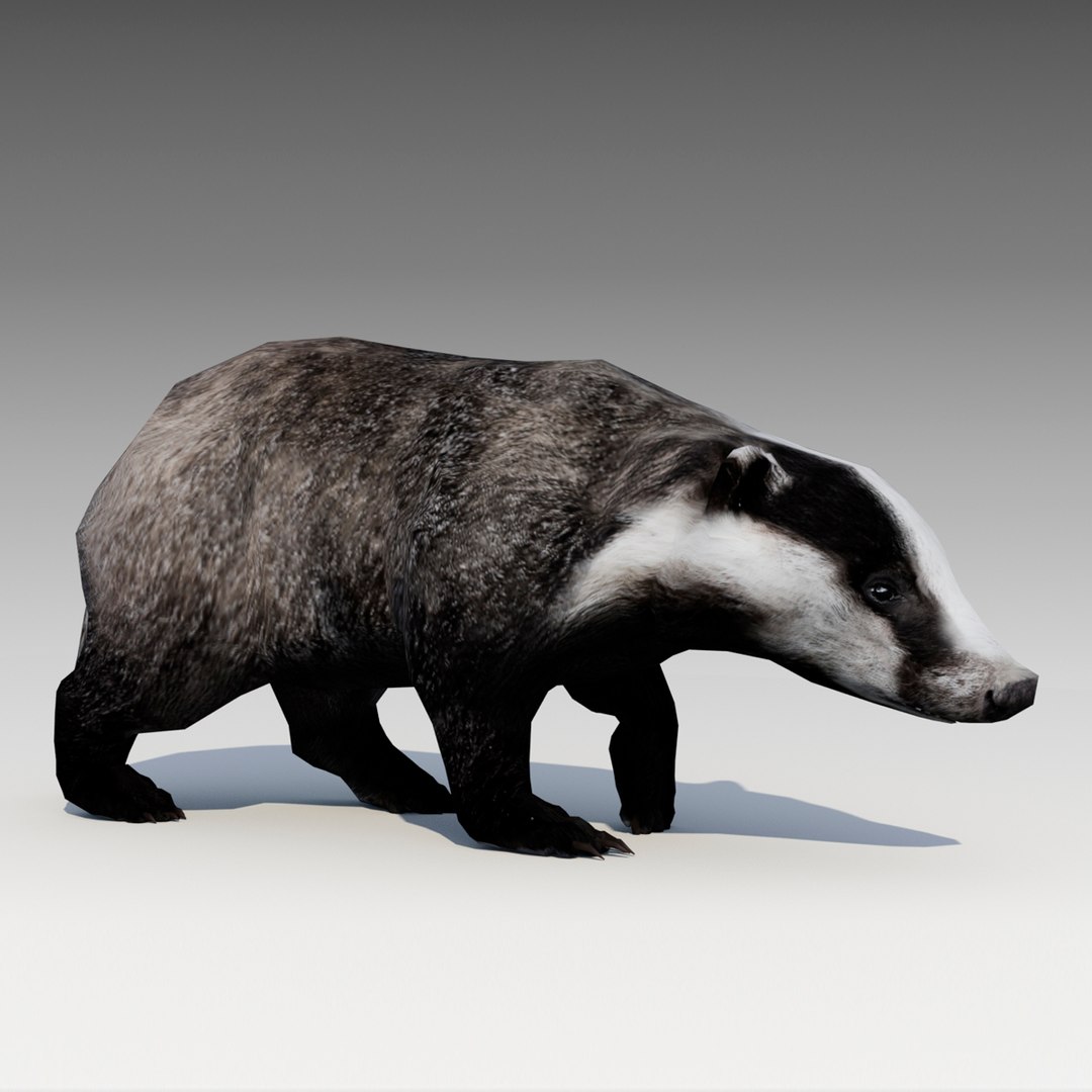 3D badger - TurboSquid 1194651