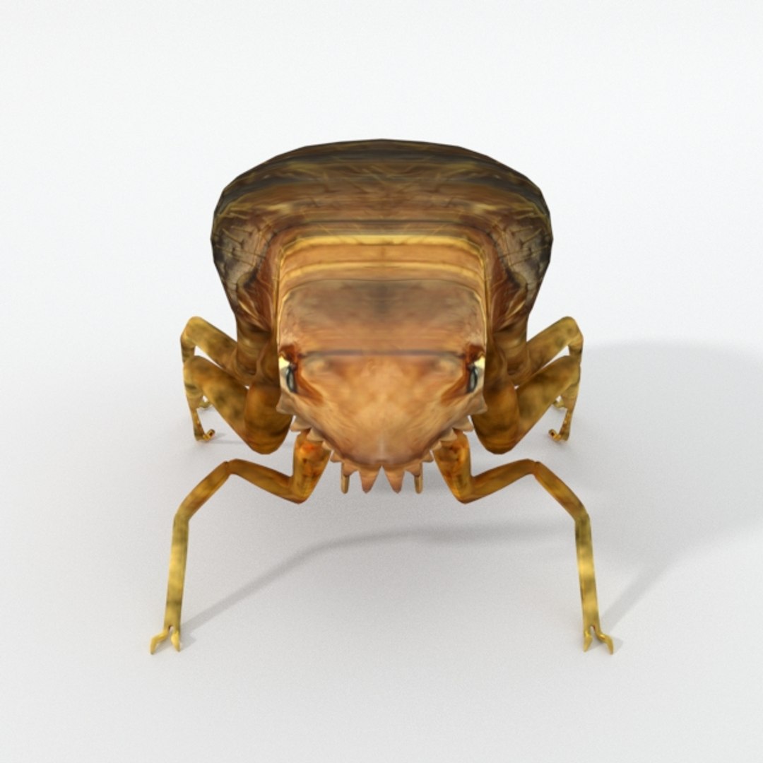 Flea 3D - TurboSquid 1364322