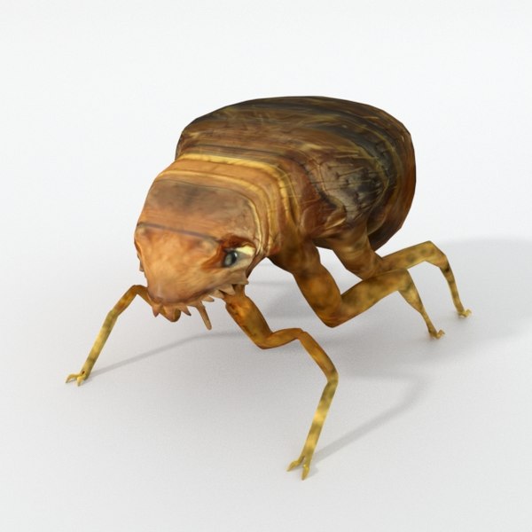 Flea 3D Models for Download | TurboSquid