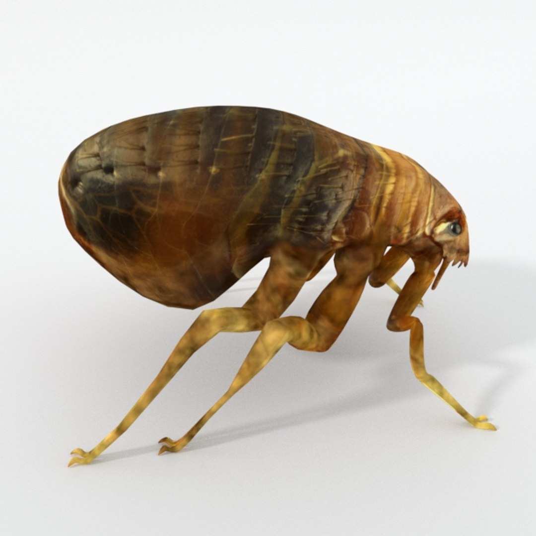 Flea 3D - TurboSquid 1364322