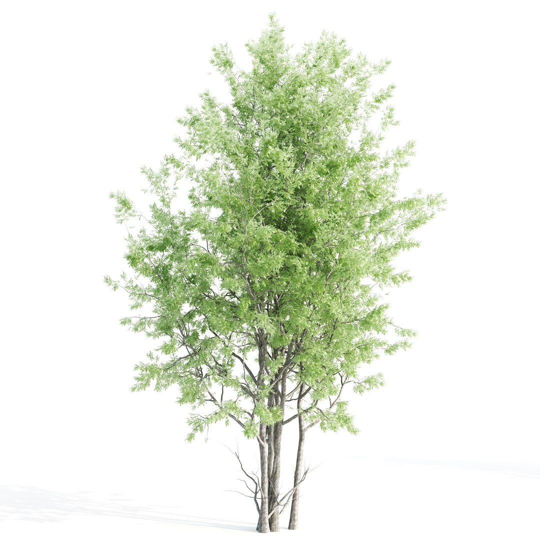3 Amelanchier Tree 3D Model - TurboSquid 1725695
