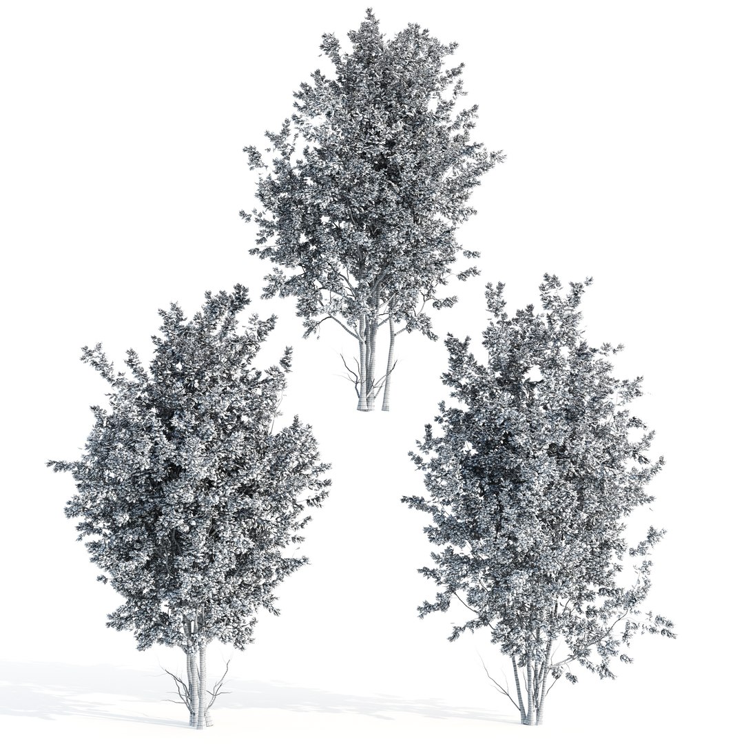 3 Amelanchier Tree 3D Model - TurboSquid 1725695