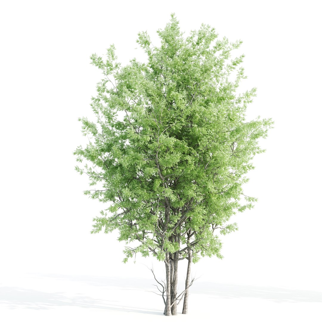 3 Amelanchier Tree 3D Model - TurboSquid 1725695