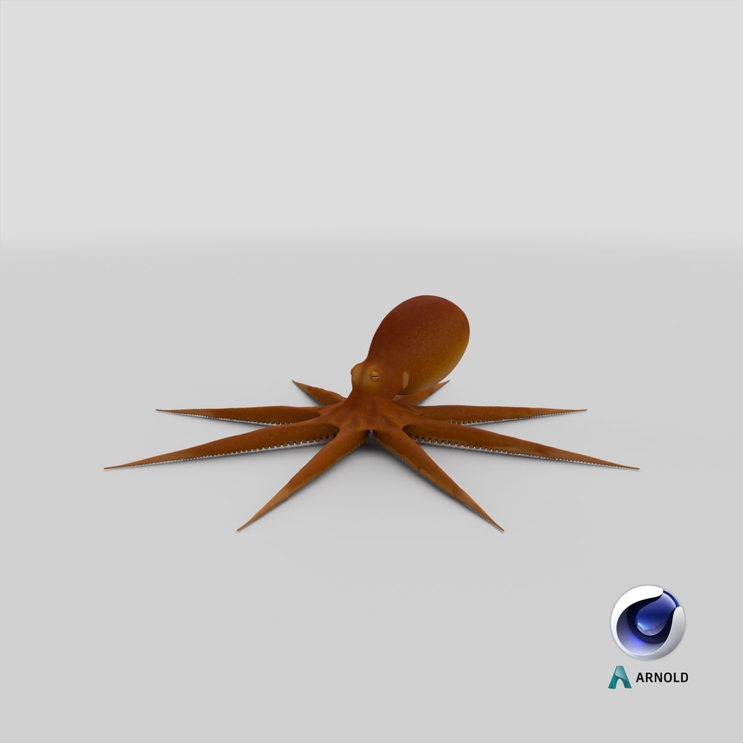 3d Octopus Realistic Model
