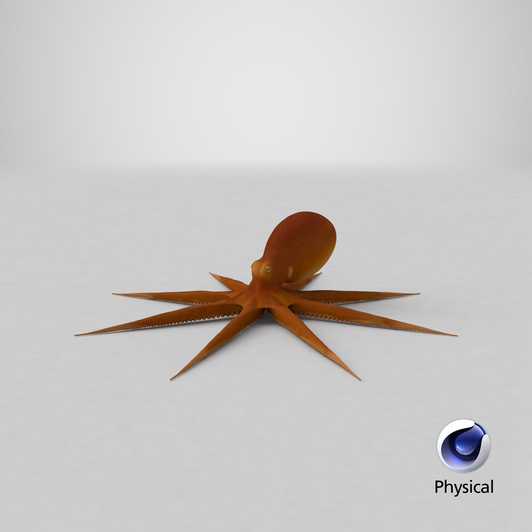 3d Octopus Realistic Model
