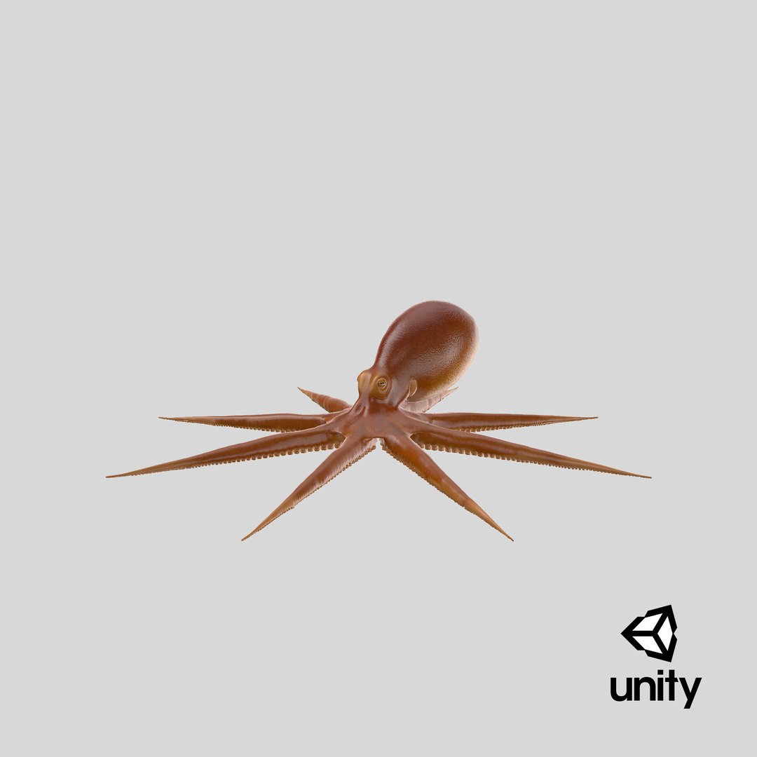 3d Octopus Realistic Model