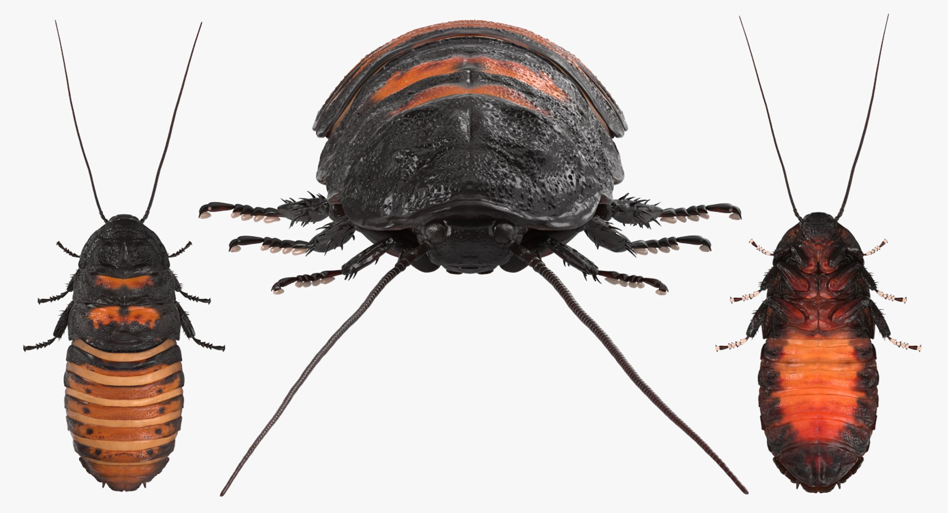 3d Model Madagascar Giant Hissing Cockroach