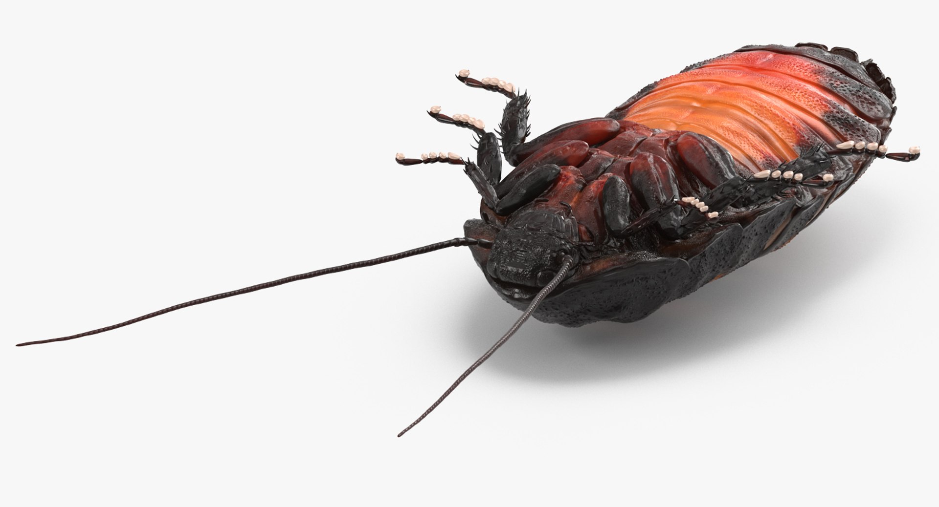 3d Model Madagascar Giant Hissing Cockroach