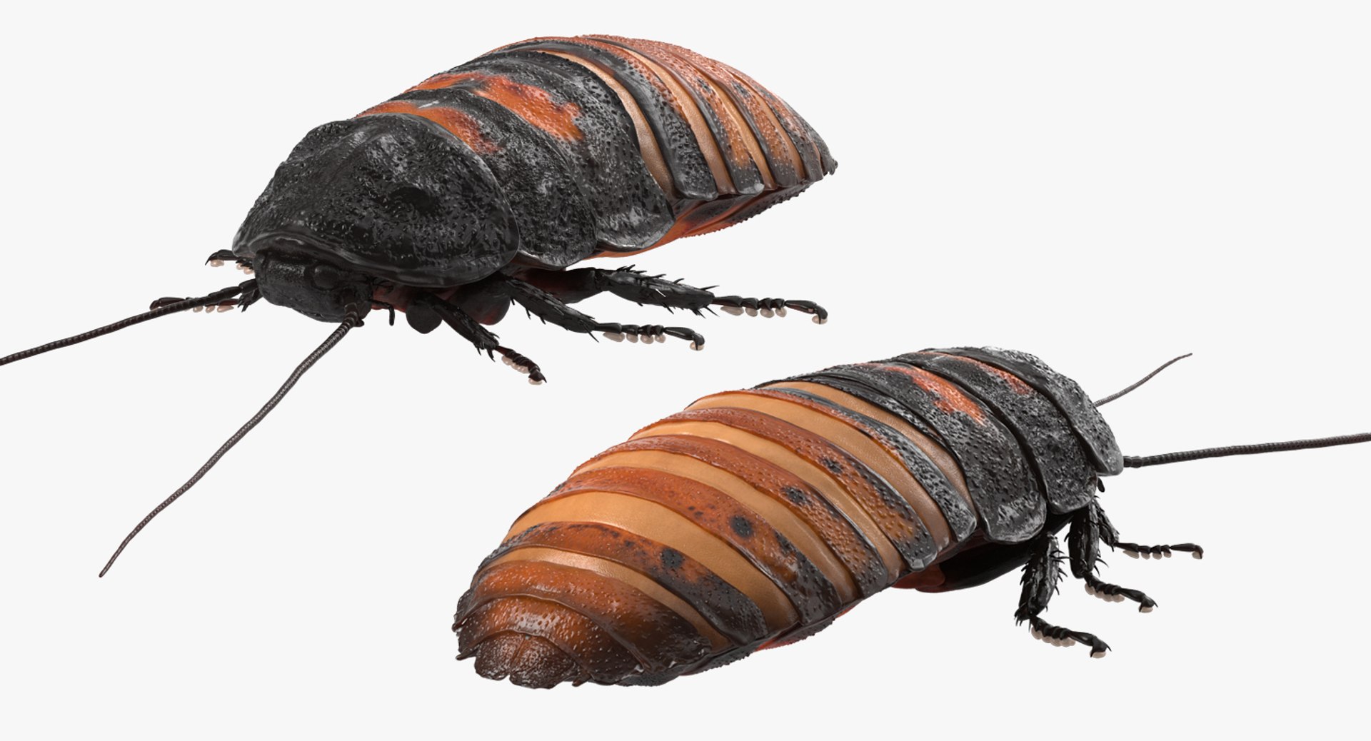 3d Model Madagascar Giant Hissing Cockroach