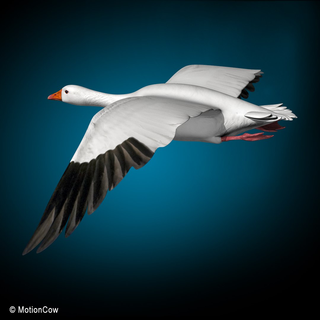 Flying Goose 3d Model