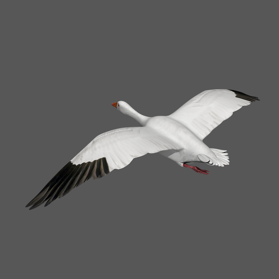 Flying Goose 3d Model