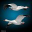 Flying Goose 3d Model