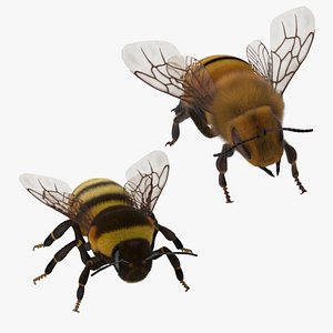 3D Bee Models - Browse & Download Formats - TurboSquid