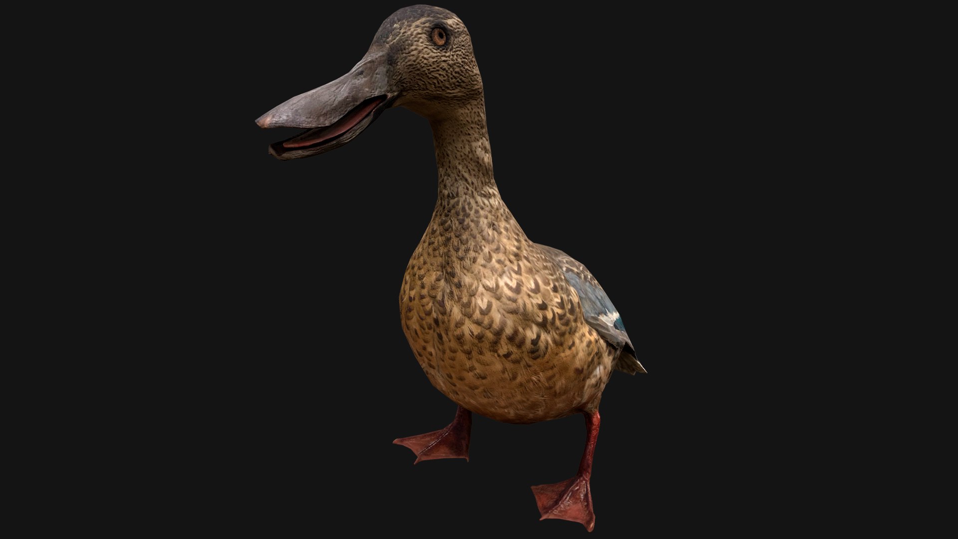 Duck Wild Bird 3D Model - TurboSquid 2072099