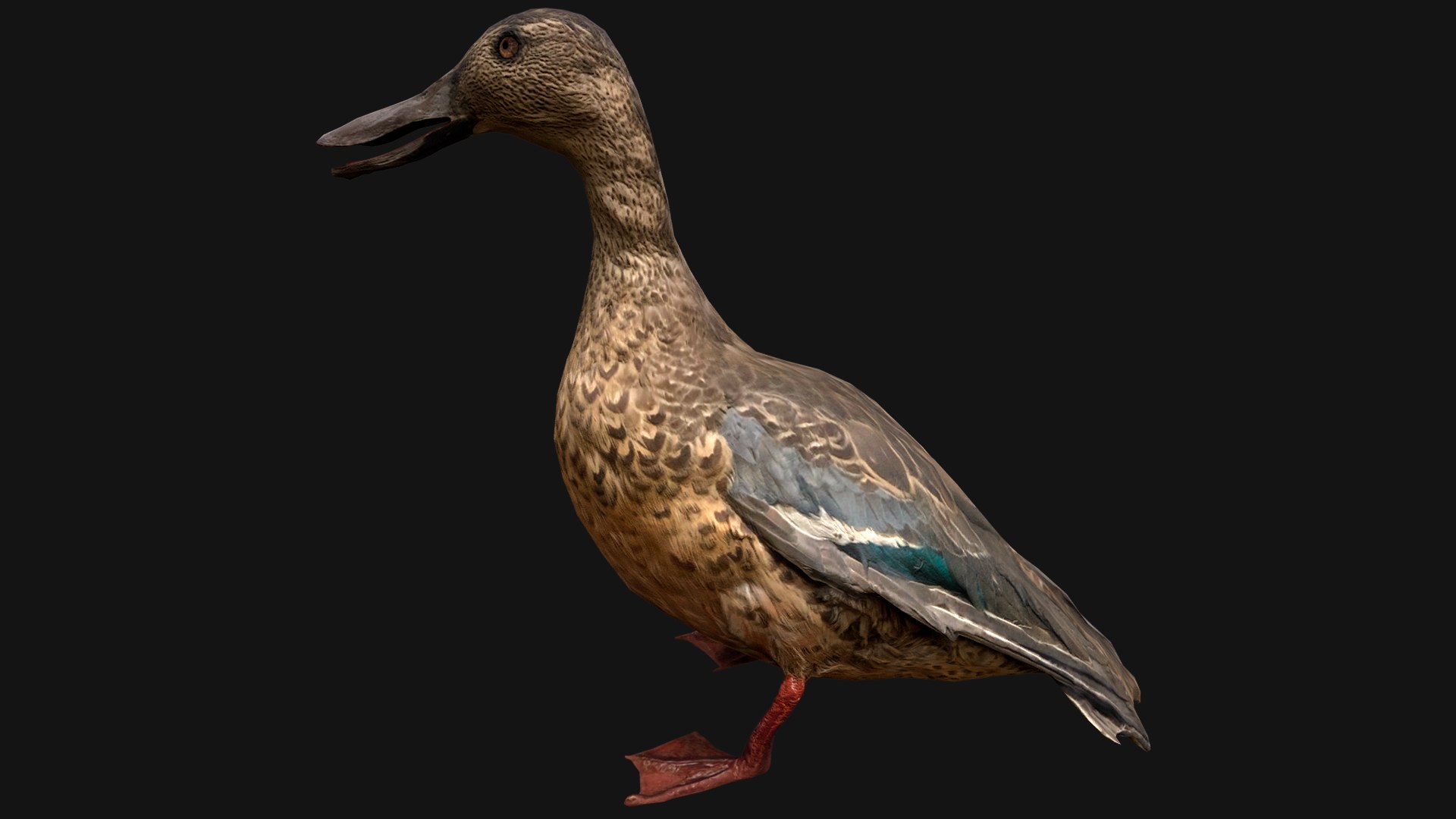 Duck Wild Bird 3D Model - TurboSquid 2072099
