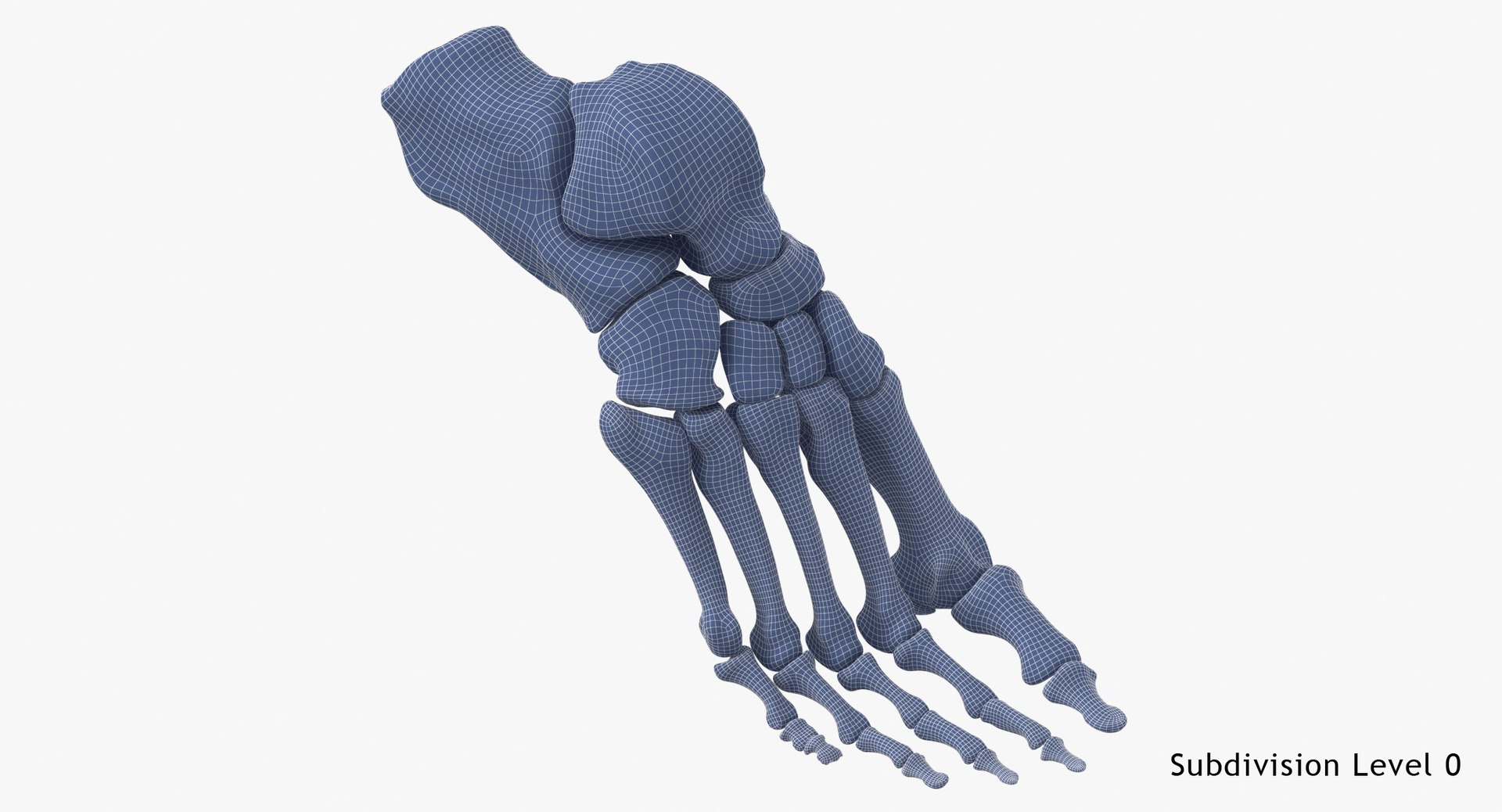 Human Foot Bones Anatomy 3D Model - TurboSquid 1547306