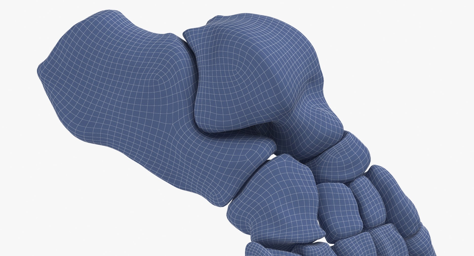 Human Foot Bones Anatomy 3D Model - TurboSquid 1547306