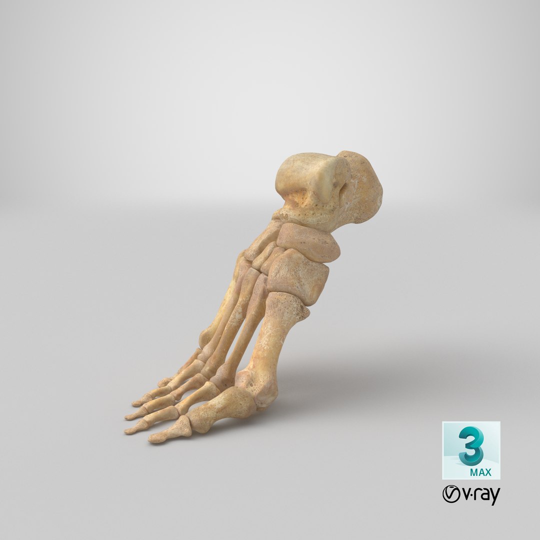 Human Foot Bones Anatomy 3D Model - TurboSquid 1547306