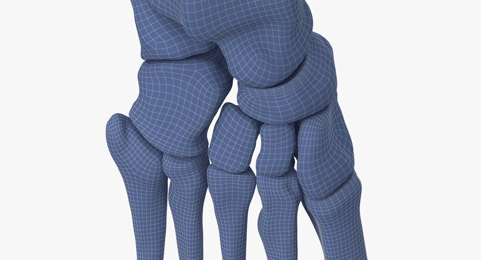 Human Foot Bones Anatomy 3D Model - TurboSquid 1547306