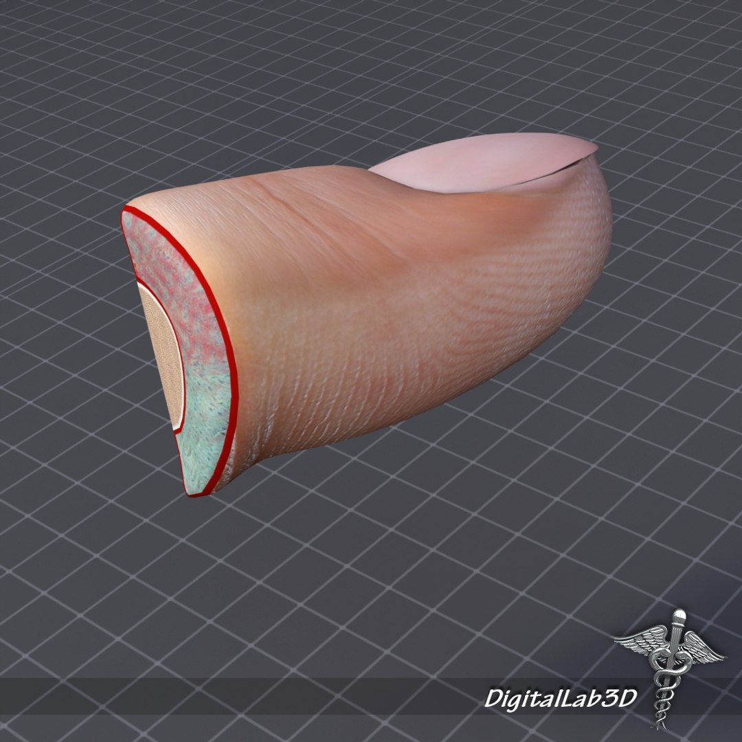 Human Nail Anatomy Fingers 3d Model
