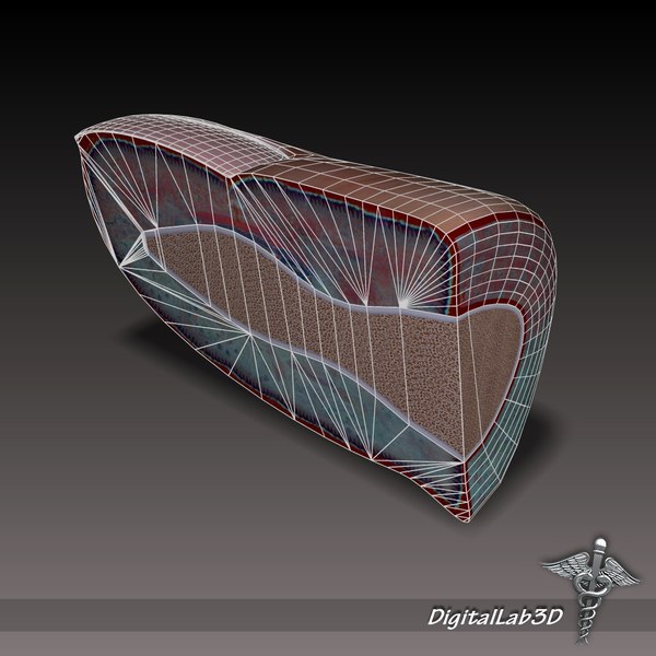 human nail anatomy fingers 3d model