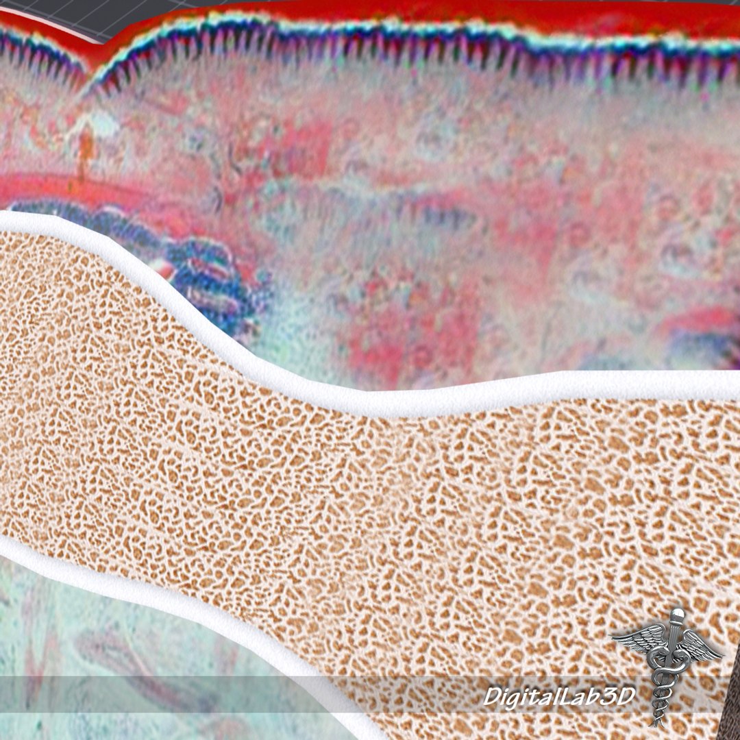 Human Nail Anatomy Fingers 3d Model