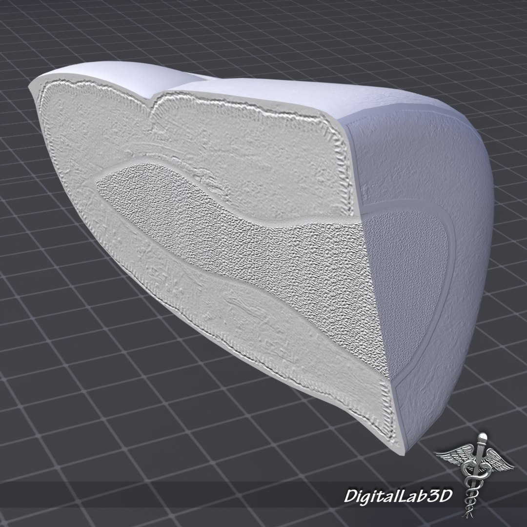 Human Nail Anatomy Fingers 3d Model