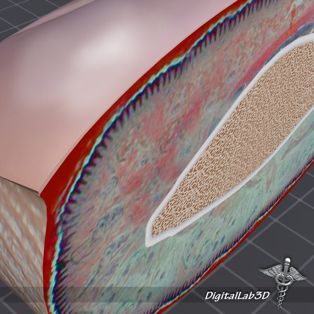Human Nail Anatomy Fingers 3d Model