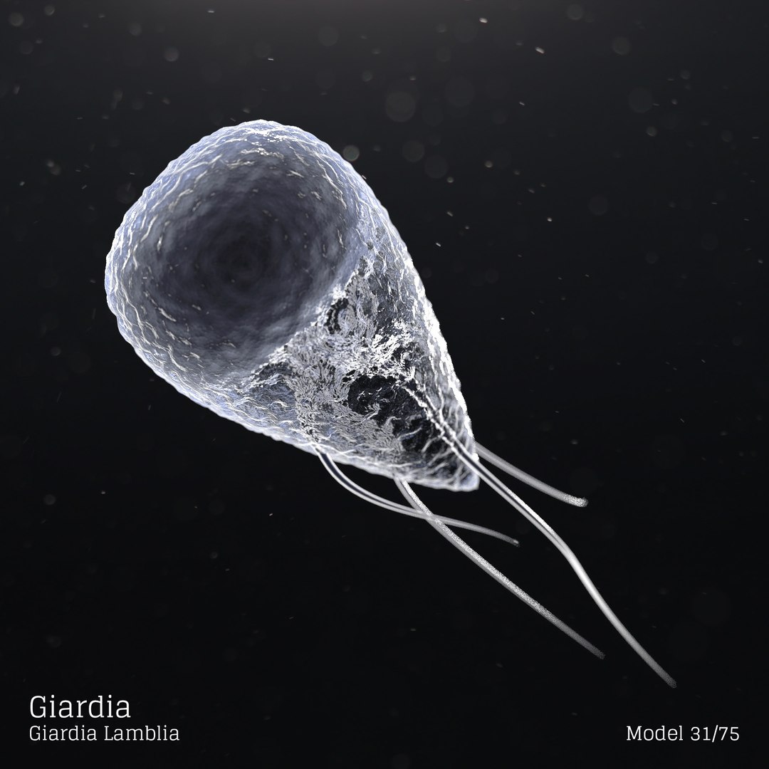 3D Model Microbes Bacteria Cells - TurboSquid 1626163