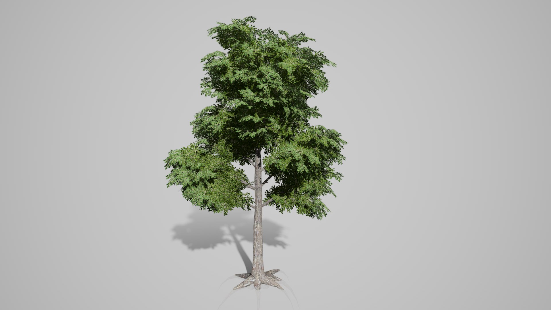 3D Broadleaf Tree - TurboSquid 1289176