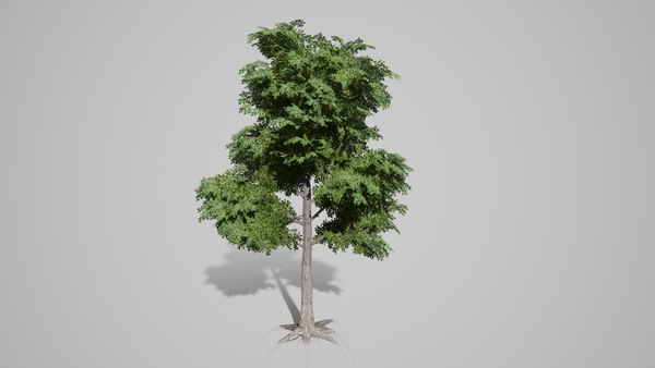 Deciduous Tree 3D Models for Download | TurboSquid