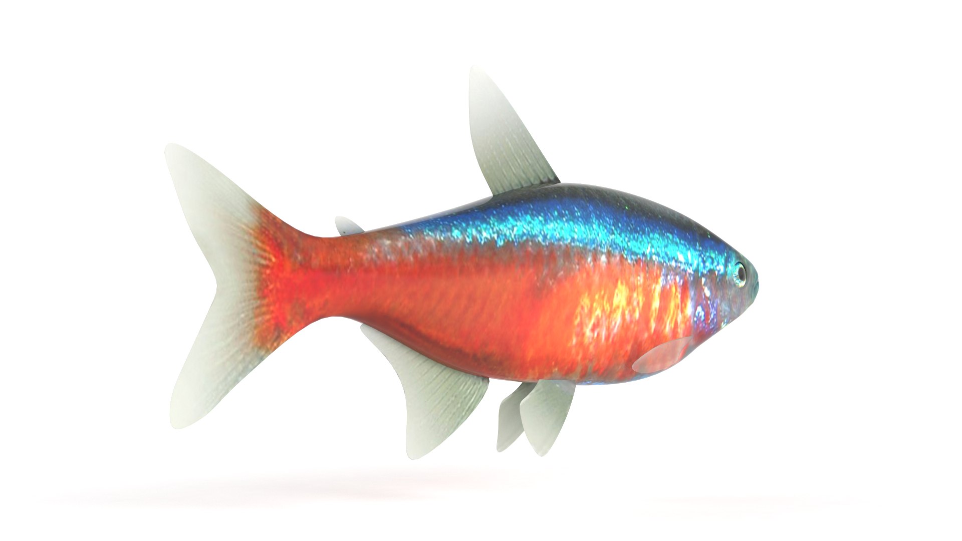 Neon Tetra Fish 3D Model - TurboSquid 2210591