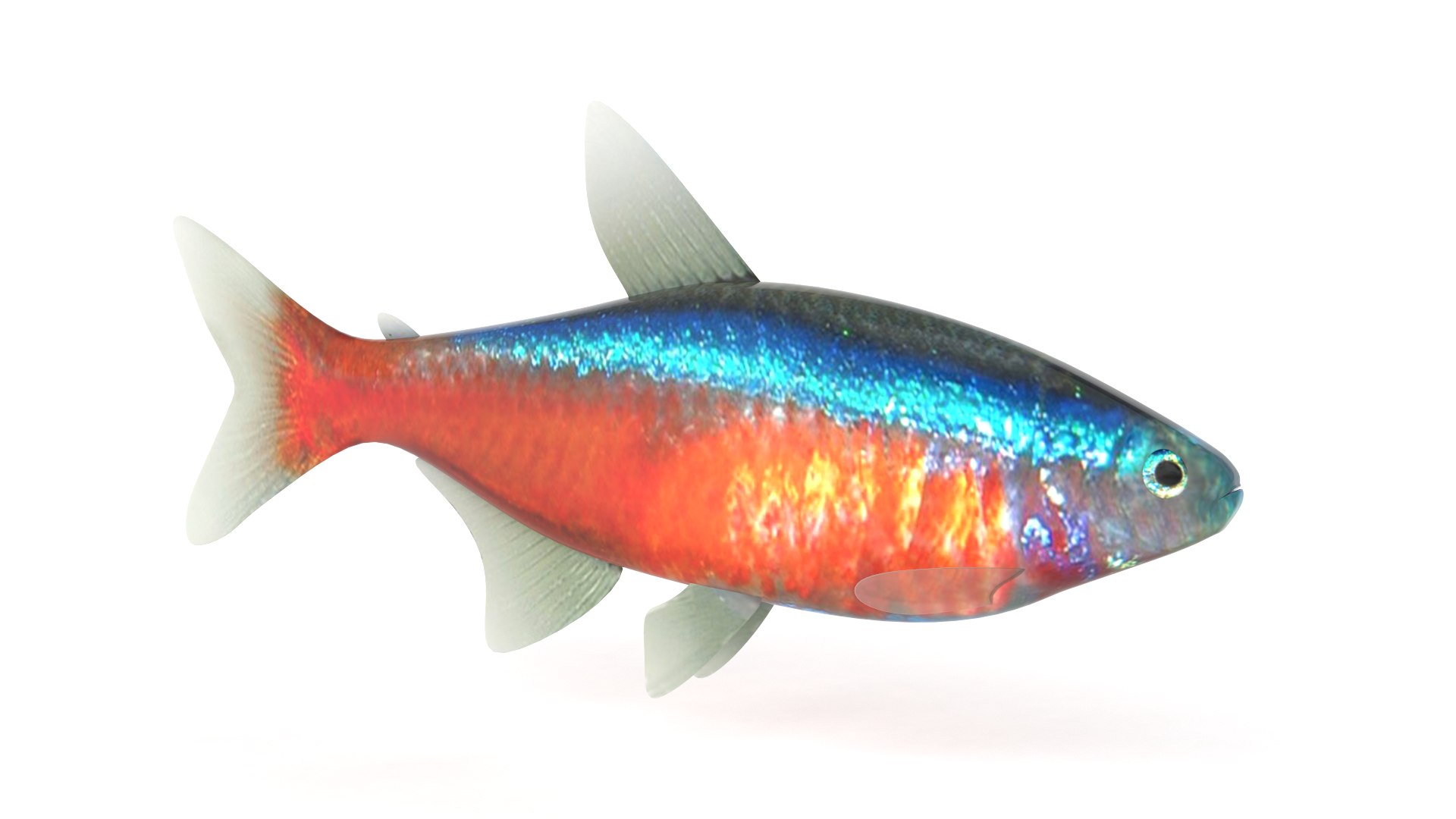 Neon Tetra Fish 3D Model - TurboSquid 2210591
