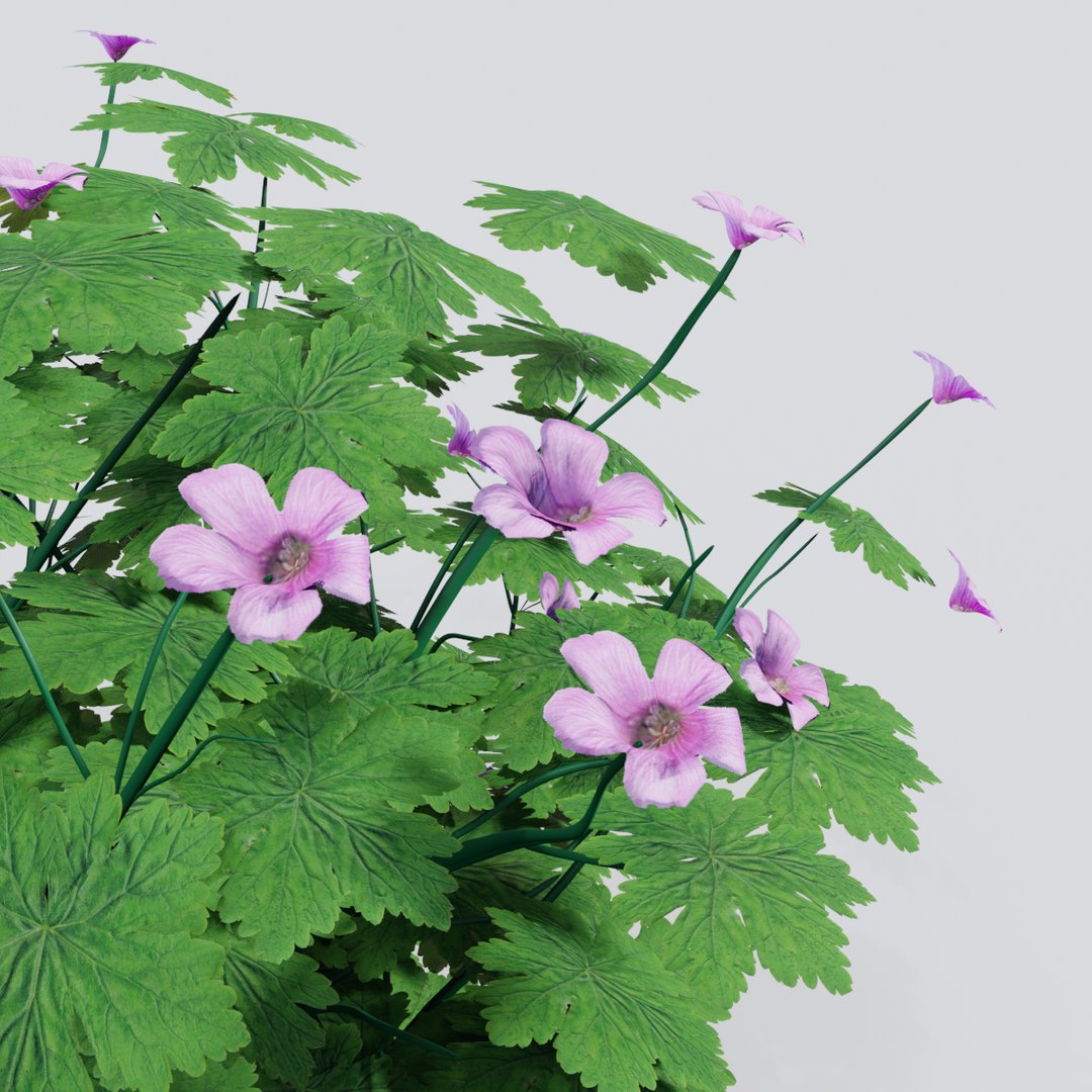 3D Plant Geranium Endressii Gardens Model - TurboSquid 1428844